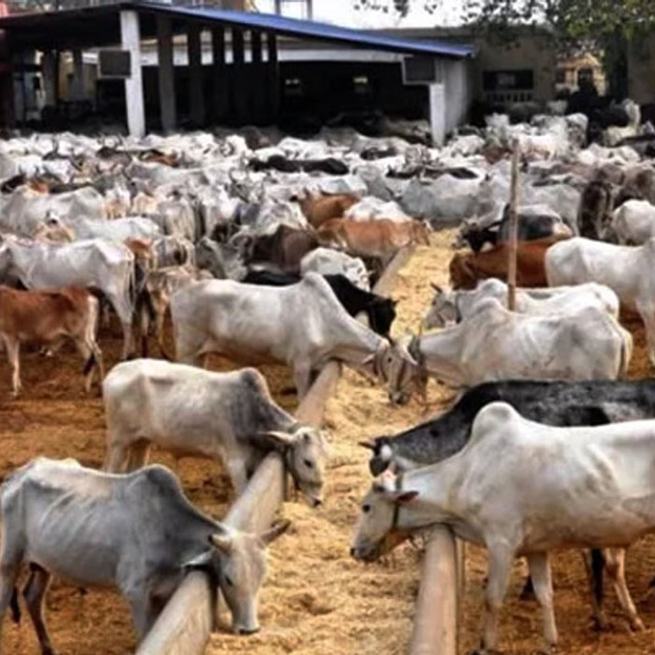 Council Govt Says Kara Market Will Operate from 6 a.m. and 6 p.m. Daily